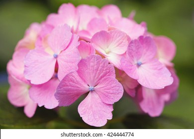 131 Hydrangea peace symbol Images, Stock Photos & Vectors | Shutterstock