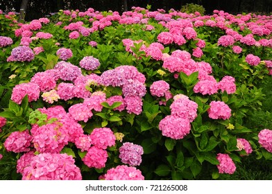 Beautiful Giant Fuchsia Hydrangeas Flowery Garden Stock Photo ...