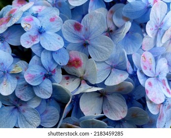 131 Hydrangea peace symbol Images, Stock Photos & Vectors | Shutterstock