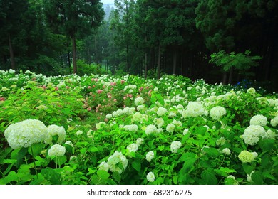 103 Michinoku hydrangea garden Images, Stock Photos & Vectors ...