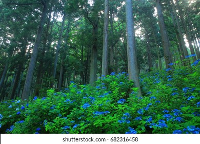 103 Michinoku hydrangea garden Images, Stock Photos & Vectors ...