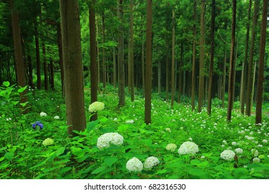 103 Michinoku hydrangea garden Images, Stock Photos & Vectors ...