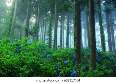 103 Michinoku hydrangea garden Images, Stock Photos & Vectors ...