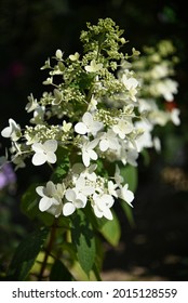 Hydrangea Paniculata Angels Blush Grows Garden Stock Photo 2015128559 ...