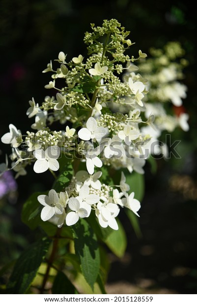 Hydrangea Paniculata Angels Blush Grows Garden Stock Photo 2015128559 ...