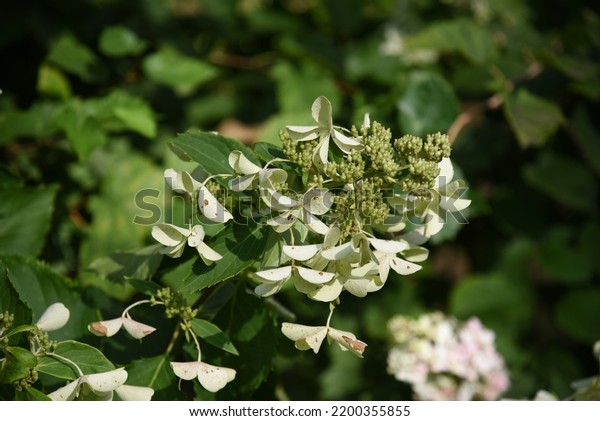 Hydrangea Paniculata Levana Blooms Grows Garden Stock Photo 2200355855 ...