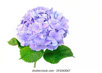 Hydrangea White Background Stock Photo 291043067 | Shutterstock