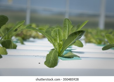 Plant Tissue Culture Stock Photo 343377440 | Shutterstock