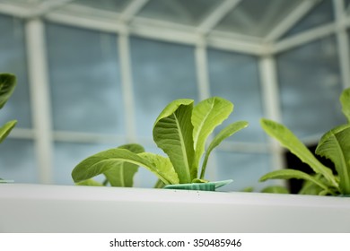 Plant Tissue Culture Stock Photo 343377440 | Shutterstock