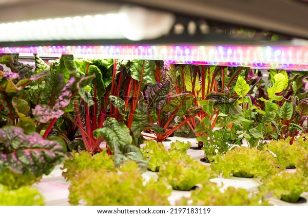 Hydroponic Vertical Farming Stack Module System Stock Photo 2197183119 ...