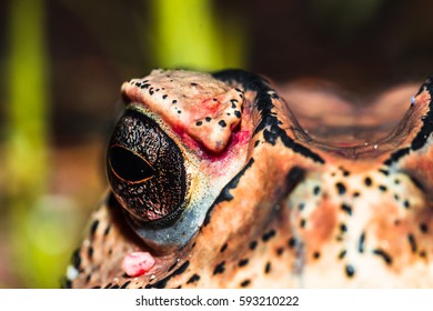 Hypnotoad Images, Stock Photos & Vectors | Shutterstock