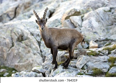 Ibex Stock Photo 764319 | Shutterstock