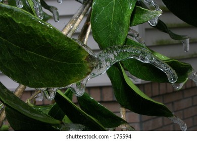 Akashmoni Tree Leaf Closeup Image Water Stock Photo 1736398184 ...