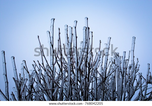 Ice On Trees Stock Photo 768042205 | Shutterstock