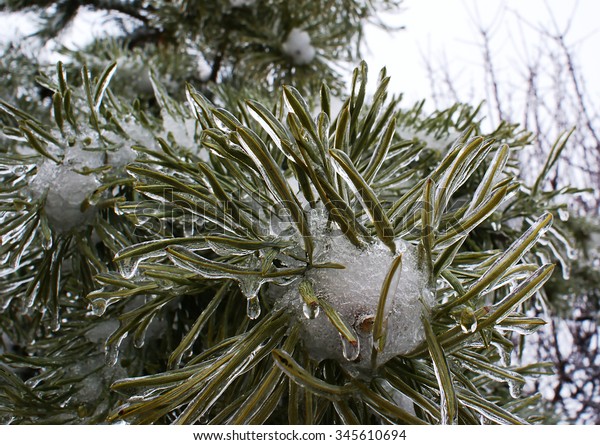 Icy Pine Stock Photo 345610694 | Shutterstock