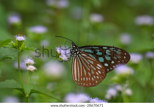 Ideopsis Similis Stock Photo 28670671 | Shutterstock