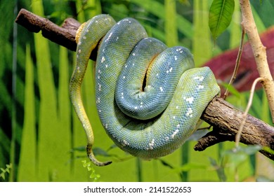 867 Snake around tree Images, Stock Photos & Vectors | Shutterstock