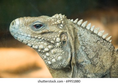 119 Sad iguana Images, Stock Photos & Vectors | Shutterstock