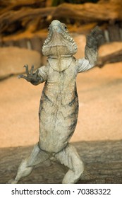 119 Sad iguana Images, Stock Photos & Vectors | Shutterstock