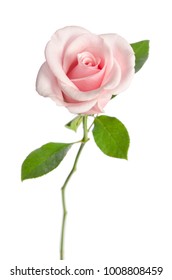 Simple - White Rose HD wallpaper download