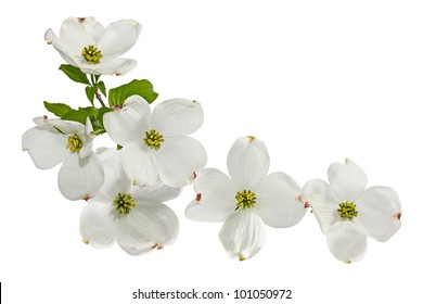 Descărcare de fundal Model floral fără sudură roz îndrăzneț Dogwood și ...