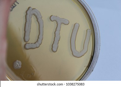 DTU Logo Vector (.EPS) Free Download