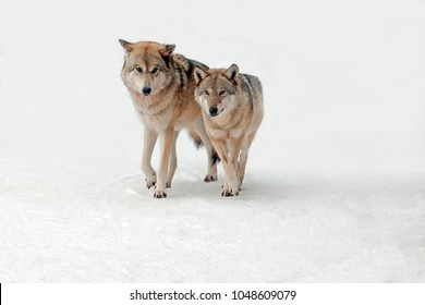 A pair of white wolves 2K wallpaper download