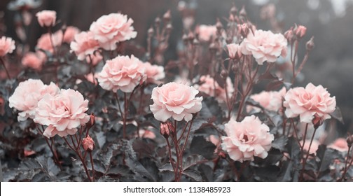 Beautiful Pink Roses 2k Wallpaper Download