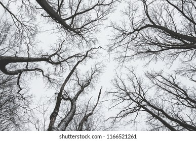 Dark-colored view of magnificent trees in the dark sky 2K wallpaper ...