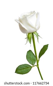 Simple - White Rose HD wallpaper download