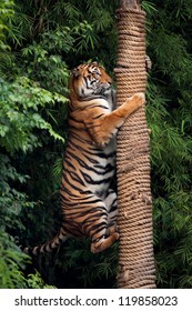 White tiger climbing a tree with red leaves HD wallpaper download