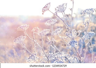 Beautiful Flower in the winter weather 4K wallpaper download