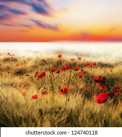 Bright Red Poppy tree in a Wheat field 2K wallpaper download