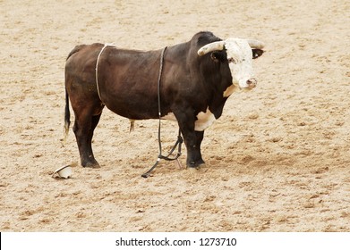 Brahma Bull Logo Vector (.EPS) Free Download