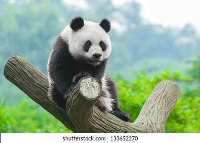 Tidur manis panda merah comel tidur di atas dahan pokok HD muat turun ...
