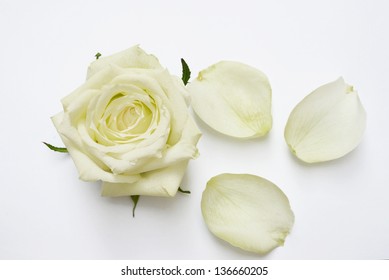 Simple - White Rose HD wallpaper download