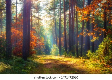 Beautiful Forest Landscape 2K wallpaper download