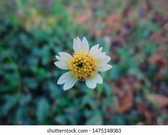 Alam Flora Logo Vector (.AI) Free Download