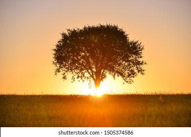 A tree and sunset 4K wallpaper download