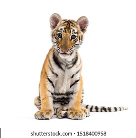 Cute tiger cub HD wallpaper download - Wild wallpapers