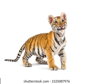 Cute tiger cub HD wallpaper download