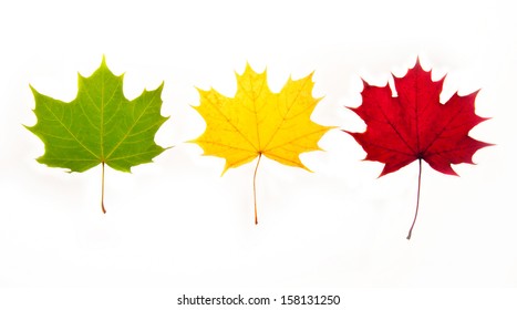 Three Leaves, Three Colors HD wallpaper download