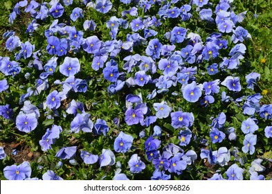 White pansies in the meadow 2K wallpaper download