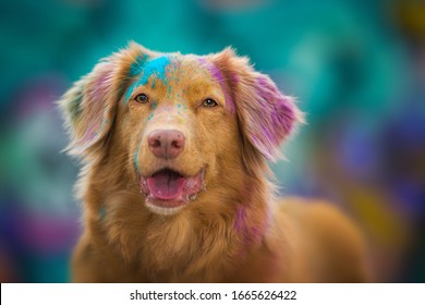 Cute dog celebrating Happy Holi festival 2K wallpaper download
