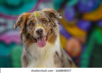Cute dog celebrating Happy Holi festival 2K wallpaper download