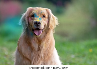 Cute dog celebrating Happy Holi festival 2K wallpaper download