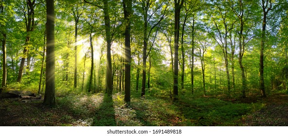 Enchanting Green Landscapes 4K wallpaper download