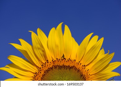 Doka Logo Vector (.AI) Free Download