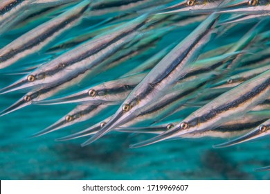 Razorfish Logo Png
