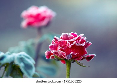Autumn Rose HD wallpaper download - Creative wallpapers